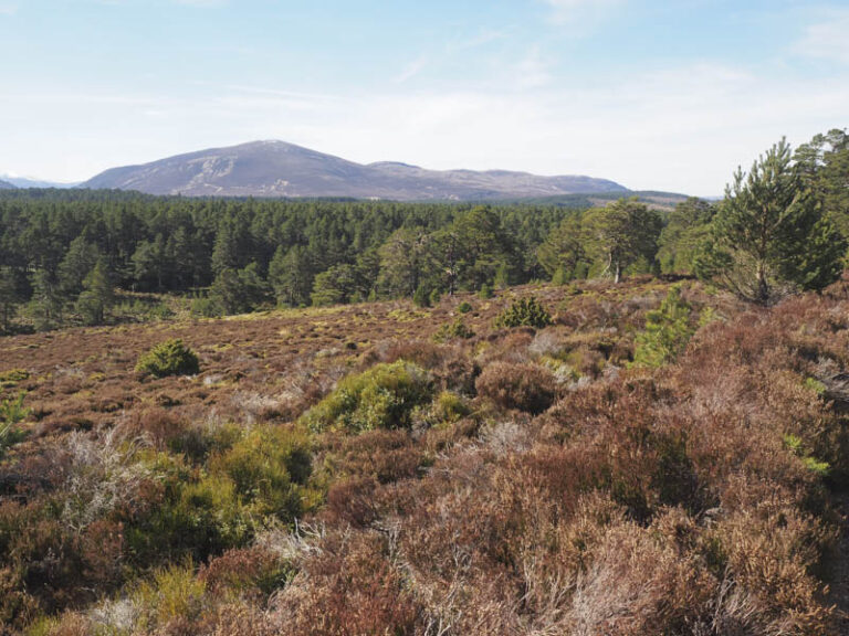 Abernethy Forest - Scotland's Hills